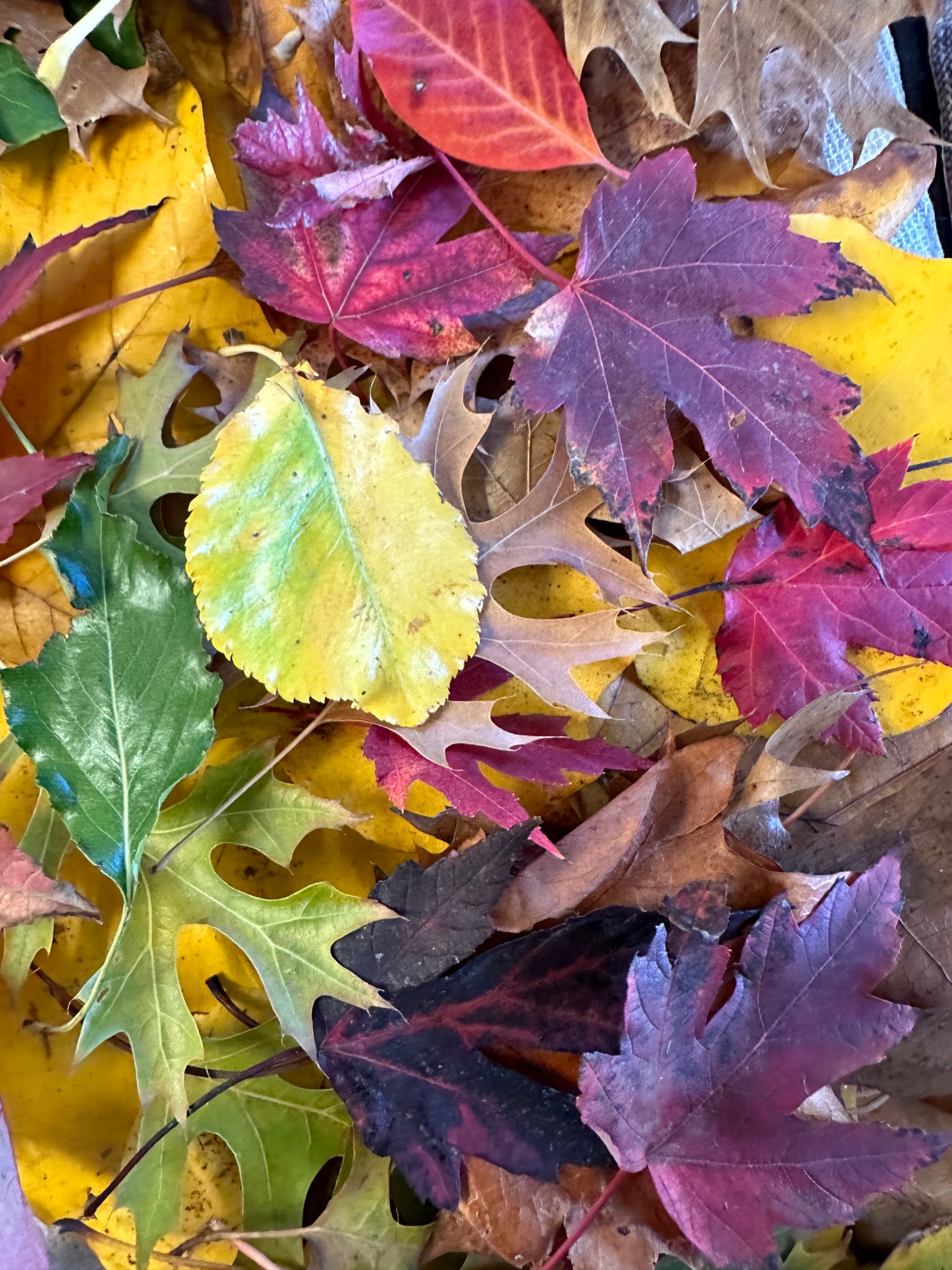 Fall For Jesus; He Never Leaves – For His Glory, By His Grace