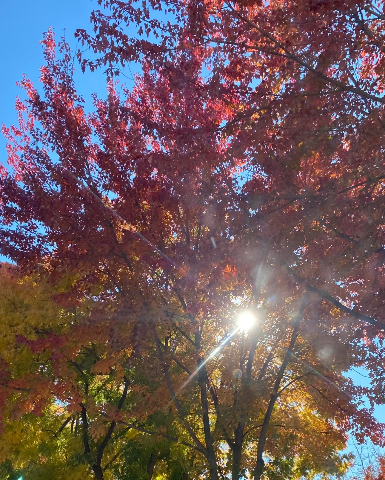 Fall For Jesus; He Never Leaves – For His Glory, By His Grace