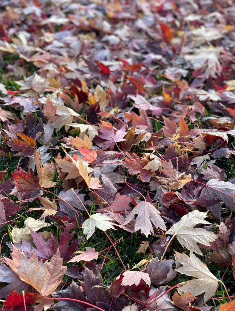 Fall For Jesus; He Never Leaves – For His Glory, By His Grace