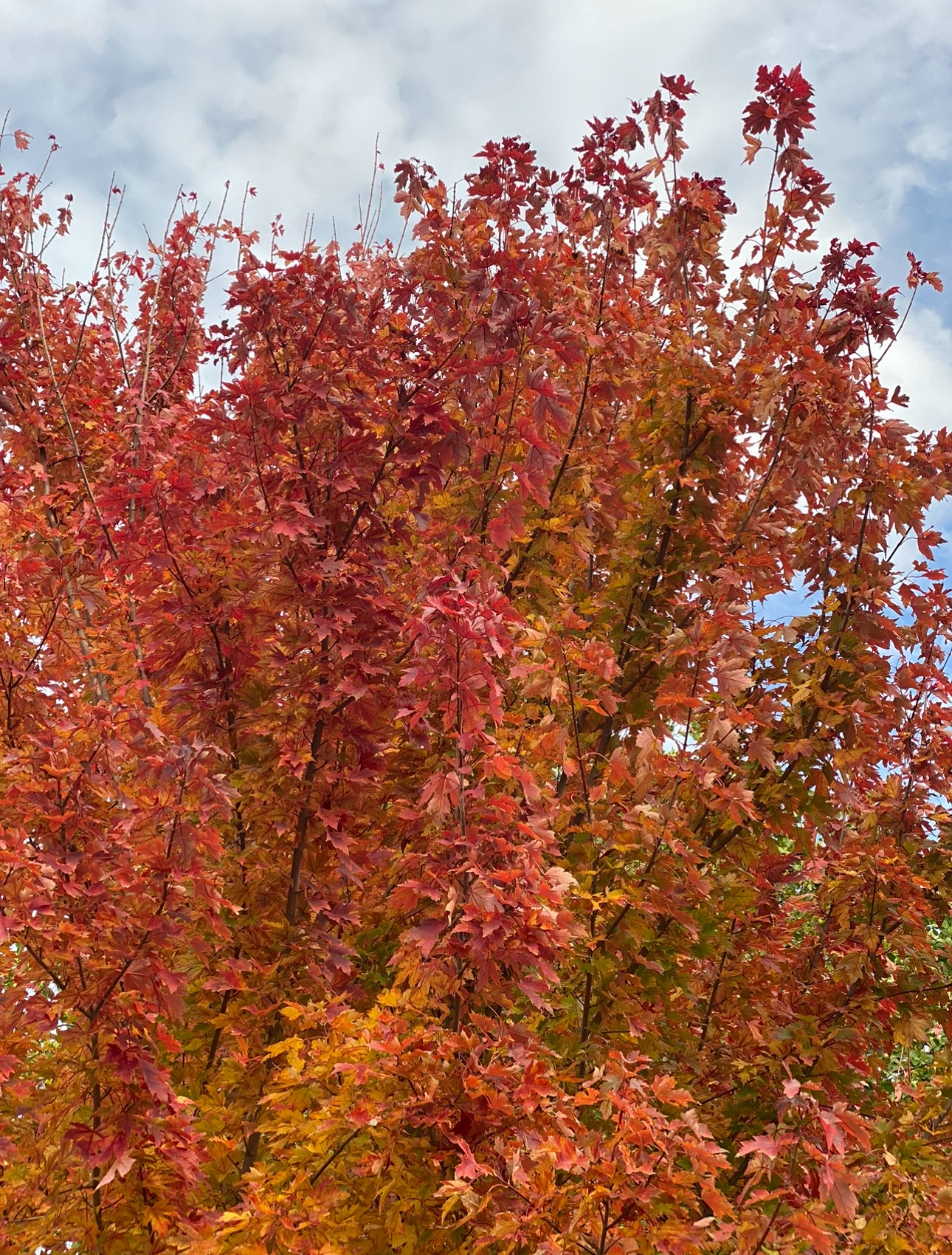 Fall For Jesus; He Never Leaves – For His Glory, By His Grace